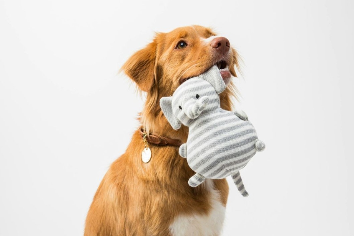 New Client Center | Justin Animal Hospital