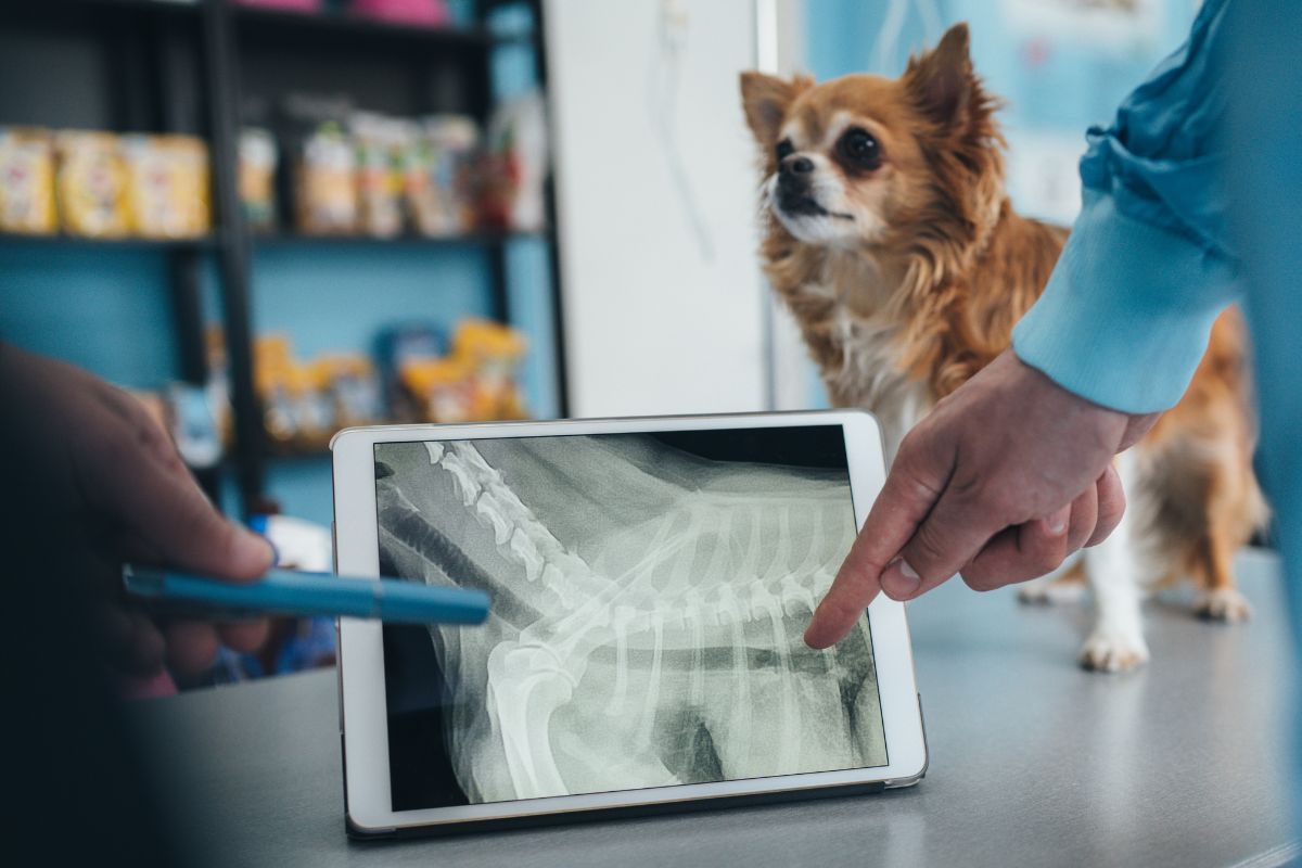 Pet In-House Imaging & Diagnostics in Justin, TX | Justin Animal Hospital