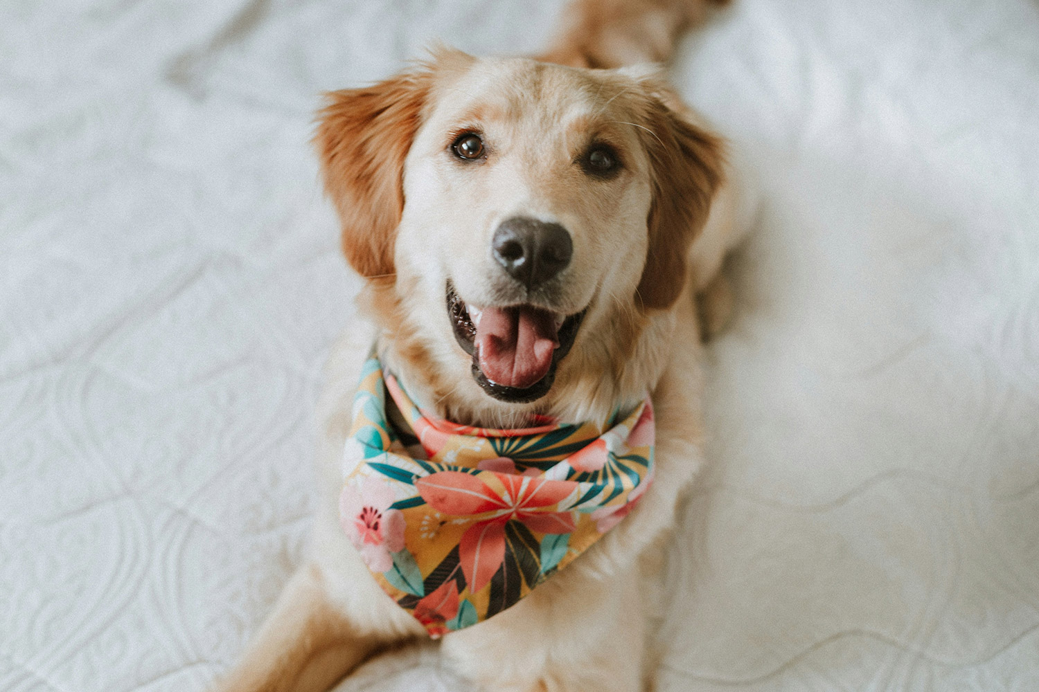 Best Vet Hospital in Justin, TX 76247 | Justin Animal Hospital
