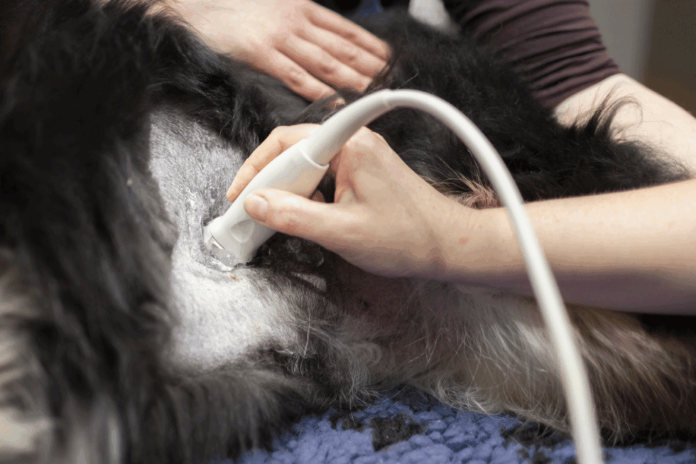 Pet In-House Imaging & Diagnostics in Justin, TX | Justin Animal Hospital