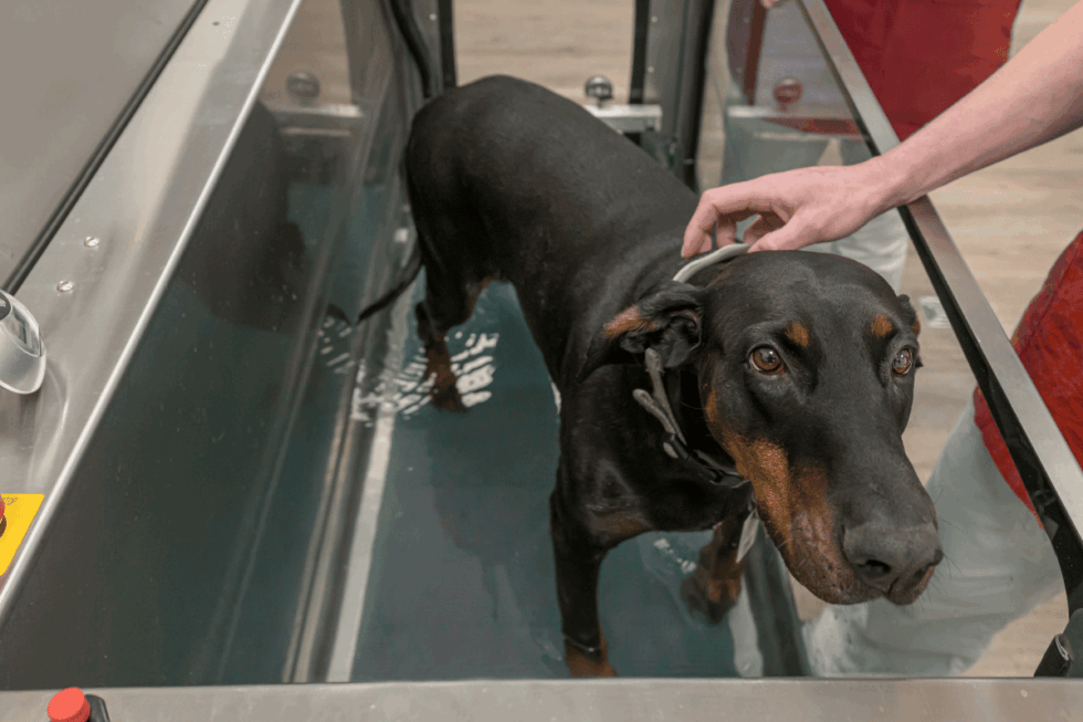 Pet Rehabilitation & Therapy in Justin, TX | Justin Animal Hospital